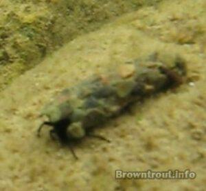 Caddis Fly Info and Life Cycle – Troutster.com – Fly Fishing Tips and ...