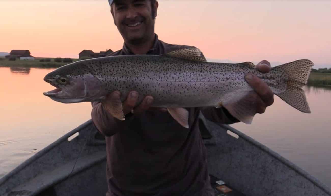 Very Large Rainbow Trout Caught on Dry Fly Video – Troutster.com – Fly ...
