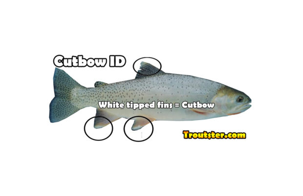 How to identify a cutbow size 2 – Troutster.com – Fly Fishing Tips and ...