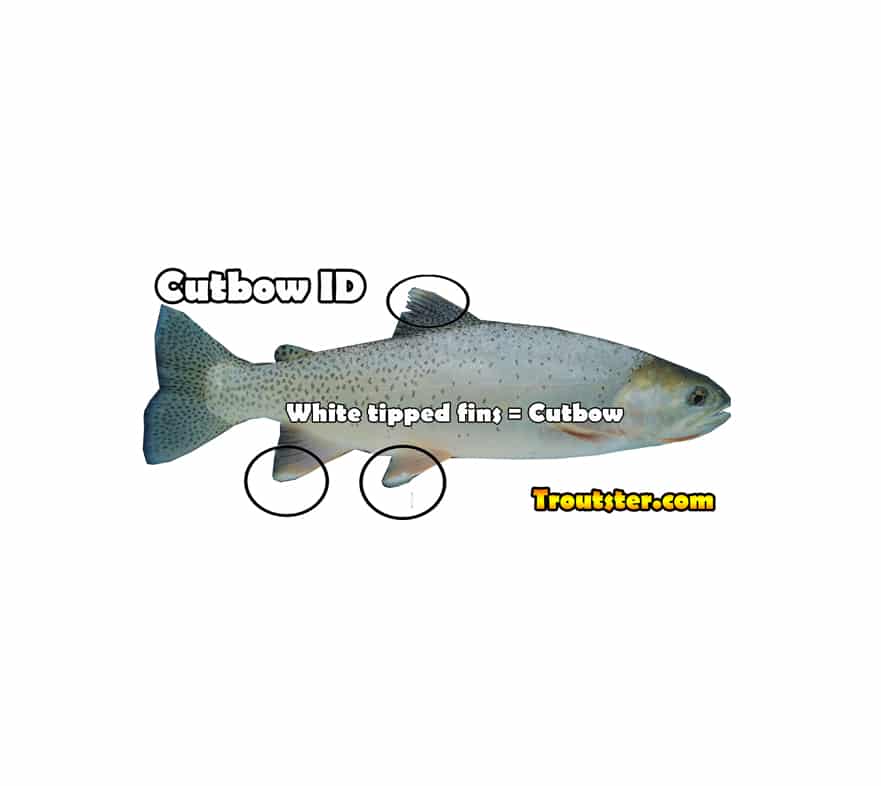 How to identify a cutbow size 2 – Troutster.com – Fly Fishing Tips and ...