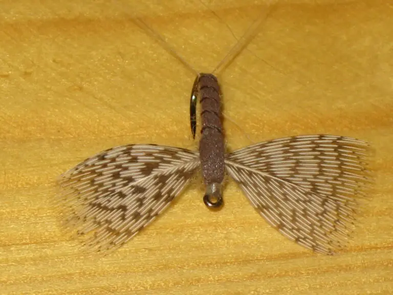 Isonychia Mayflies and Fly Pattern – Troutster.com – Fly Fishing Tips ...