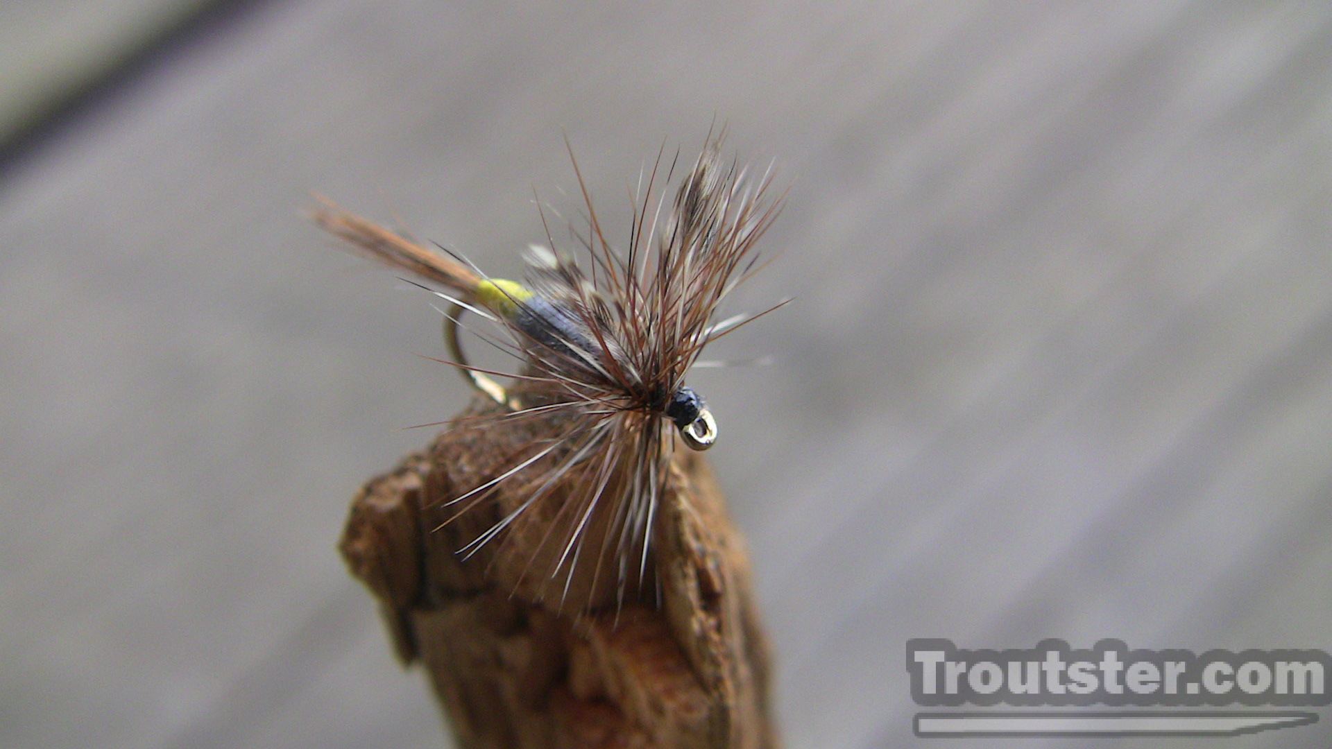 Female Adams – Troutster.com – Fly Fishing Tips and Tactics