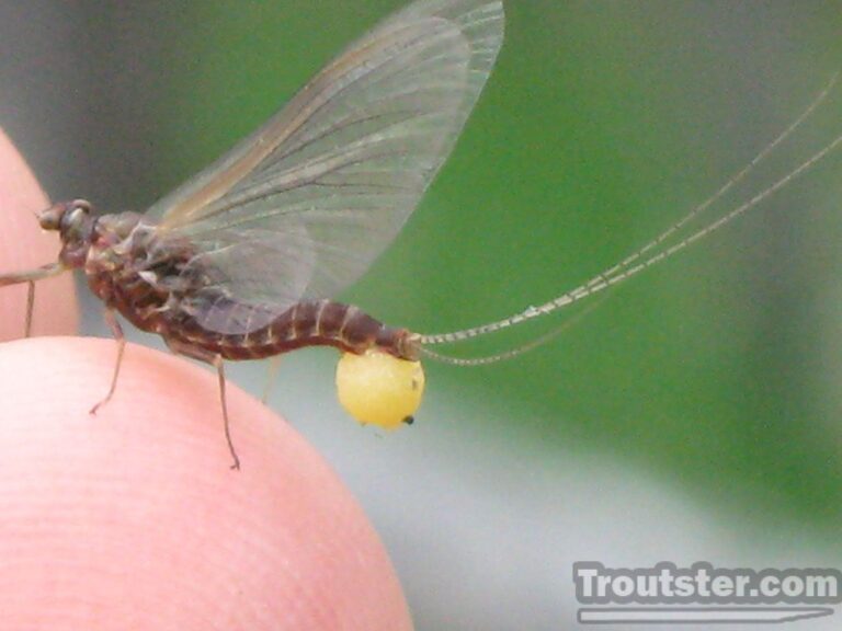 The Mayfly, Mayflies for trout – Troutster.com – Fly Fishing Tips and ...