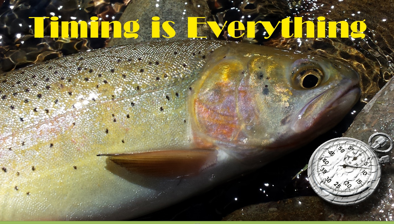The Timing of Your Fly Fishing Hookset For Trout – Troutster.com – Fly ...