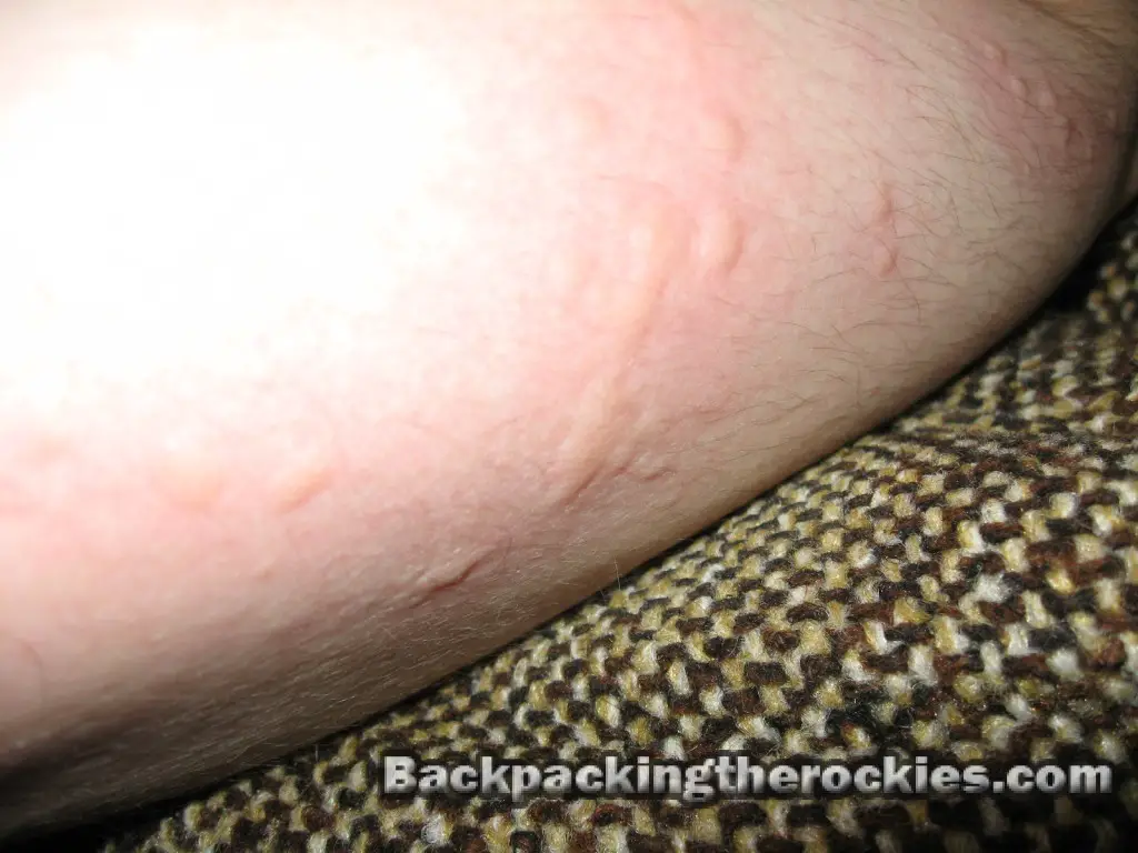 The Stinging Nettle Plant – Troutster.com – Fly Fishing Tips and Tactics